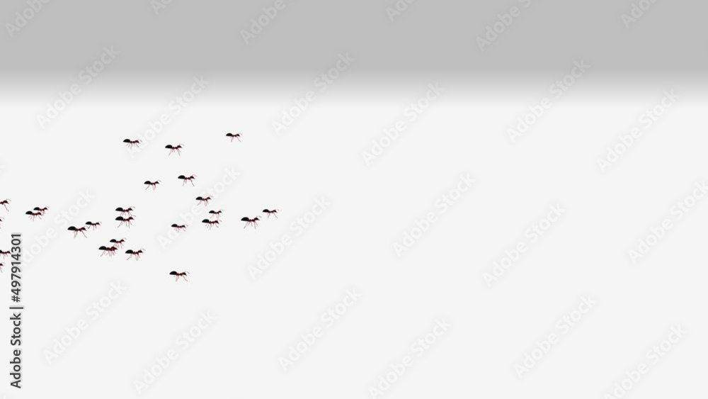 Video Stock Line of worker ants marching in search of food on white ...