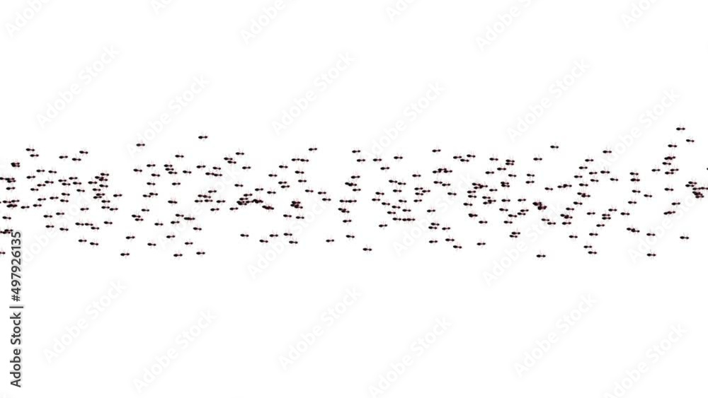 Group of Ants insects Walking ants following each other chain moving ...