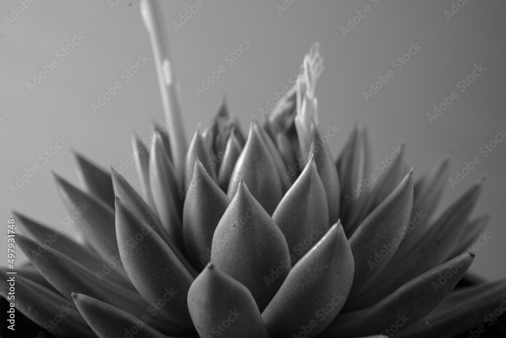 Black and white succulent plant, side view. Close-up of echeveria with ...