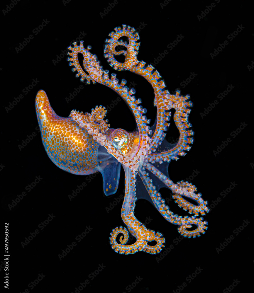 Tiny orange octopus on a macro shoot at night in a Red Sea Stock Photo ...