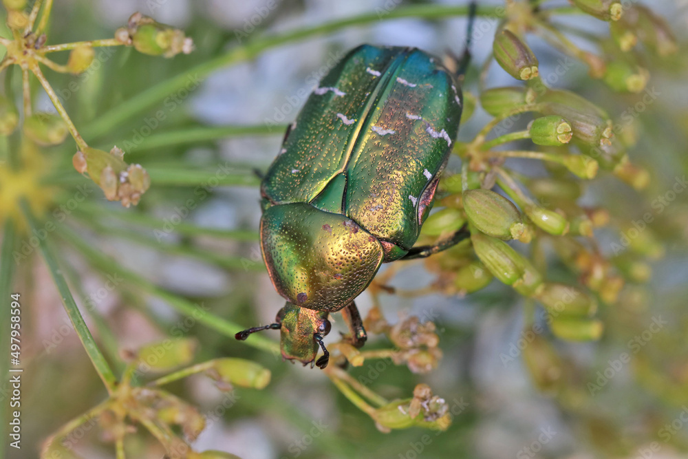 Bronze beetle (Cetonia aurata) on a flowering forest plant. The bronze ...
