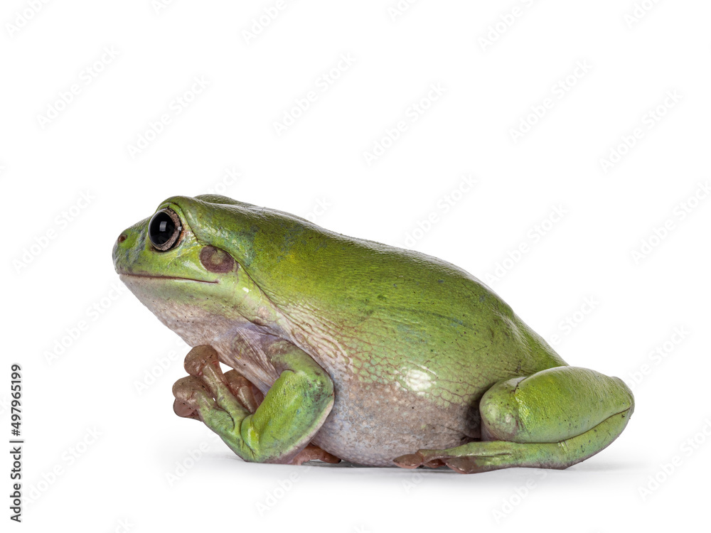 Green tree frog aka Ranoidea caerulea, sitting side ways. Looking away ...