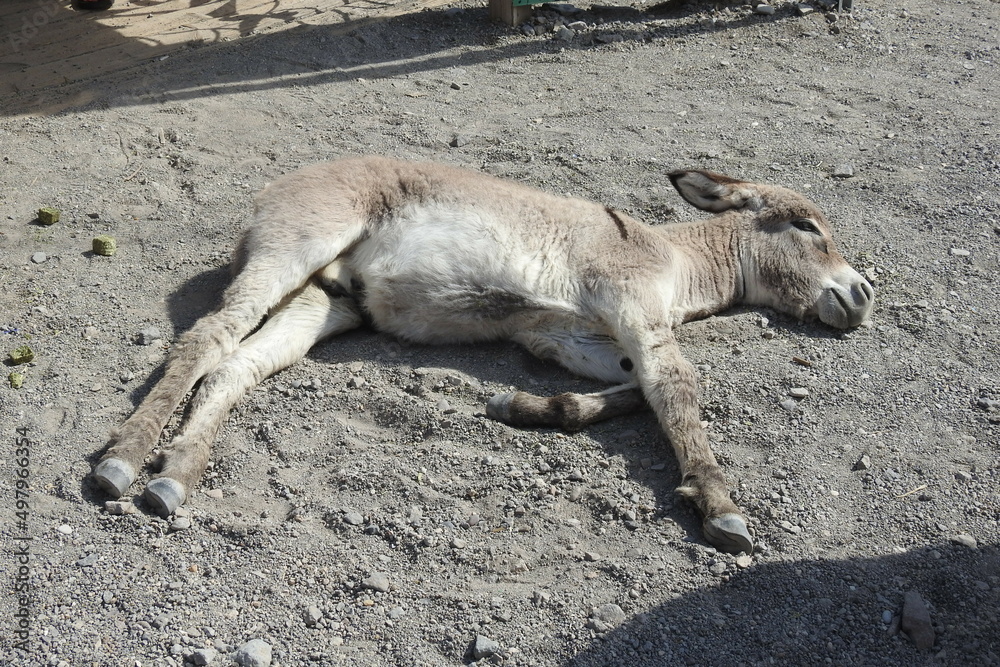 A young wild burro napping on Route 66, that runs through the Old West ...