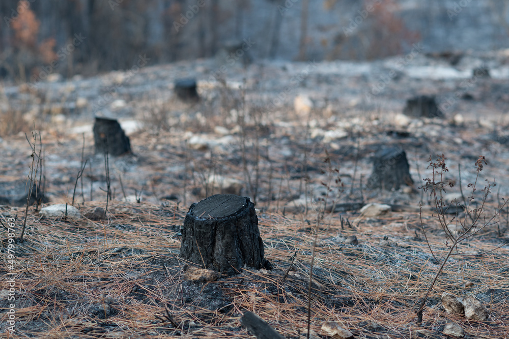 Burnt and blackened tree stumps line the forest floor following the ...