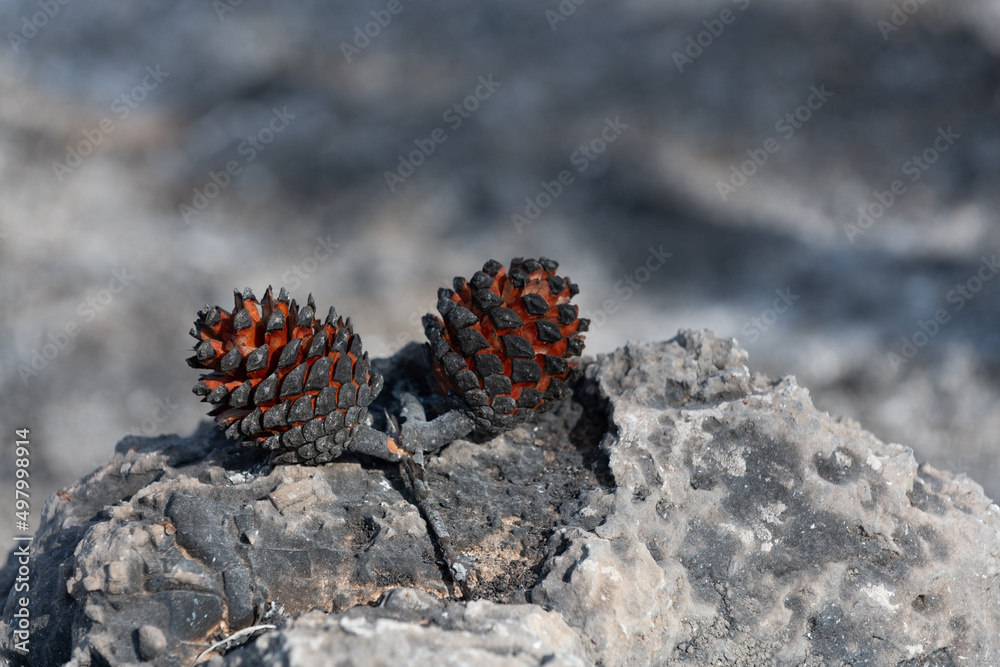 Burnt and blackened pine cones on the forest floor following the ...