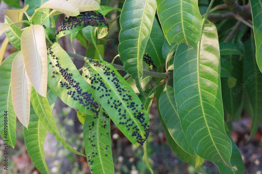 Most leaf spot disease occurs on mango trees, causing mango leaves to ...