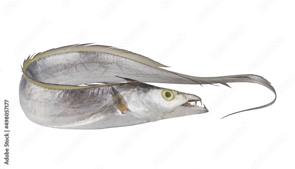 Largehead hairtail fish isolated on white background Stock Photo ...