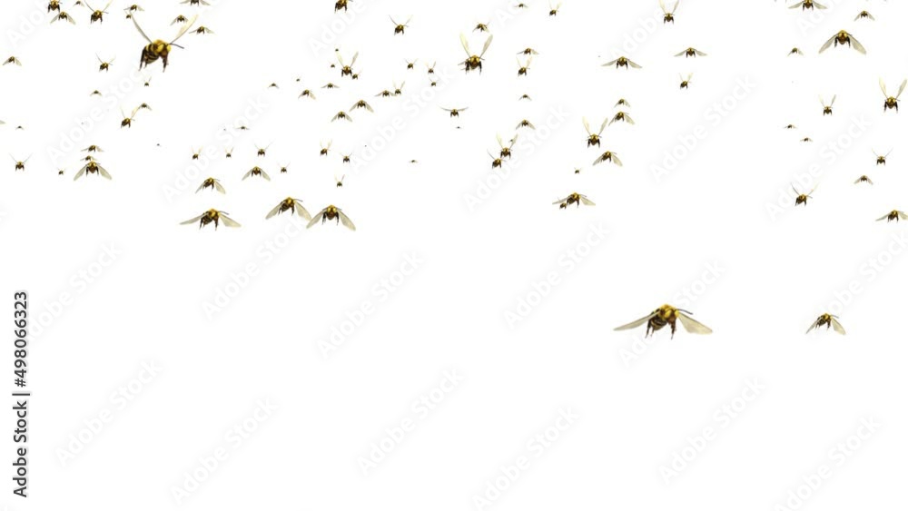 Bee flying on black background. Bee, bumblebee, wasp, hornet Loop Green ...