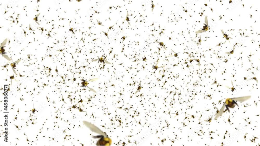 Swarm of Honey Bees Flying on Green Screen Loop Animation Backgrounds ...