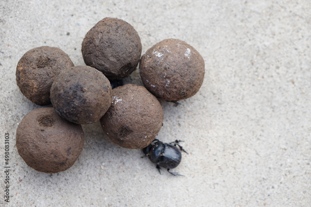 Pile of soil dung balls and dung beetles. Roll dung into round balls ...
