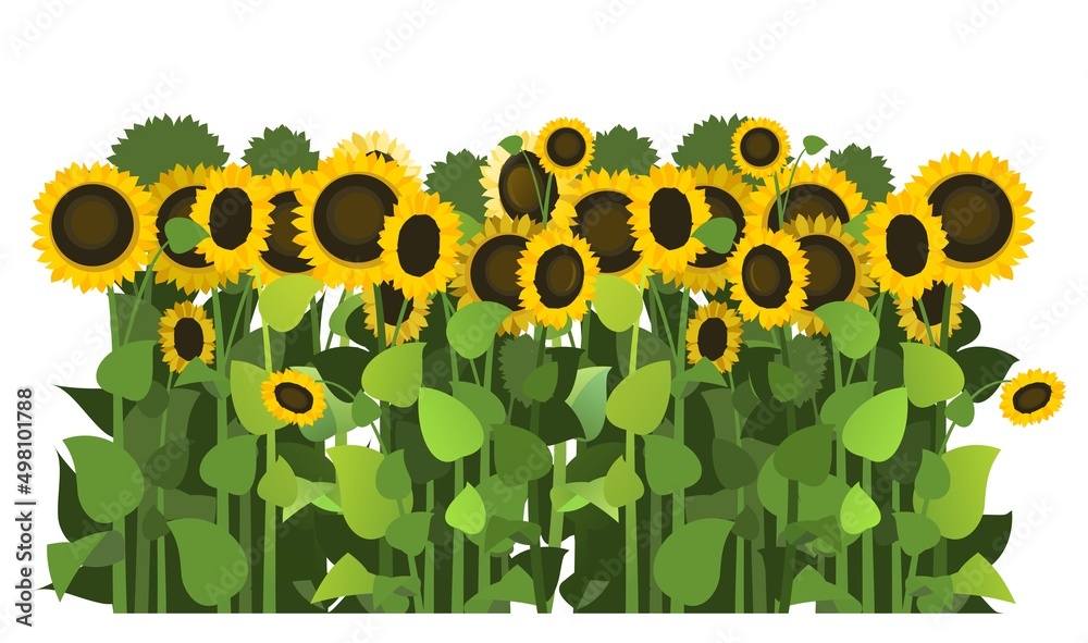 Sunflower grows in the field. Harvest agricultural plant. Food product ...