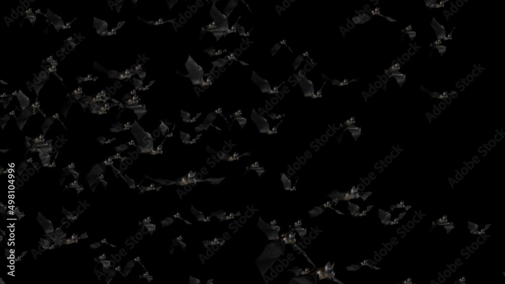 Flying Bats Animation with Black green screen Channel Halloween ...