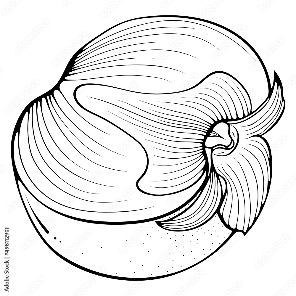 Half persimmon. Vector illustrations in hand drawn sketch doodle style ...