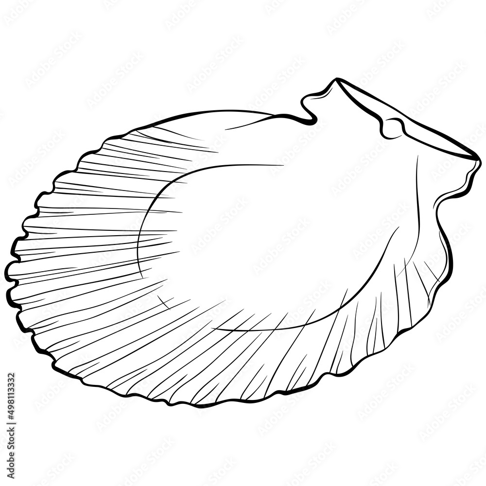 Scallop shell inside. Vector hand drawn line art illustration isolated ...