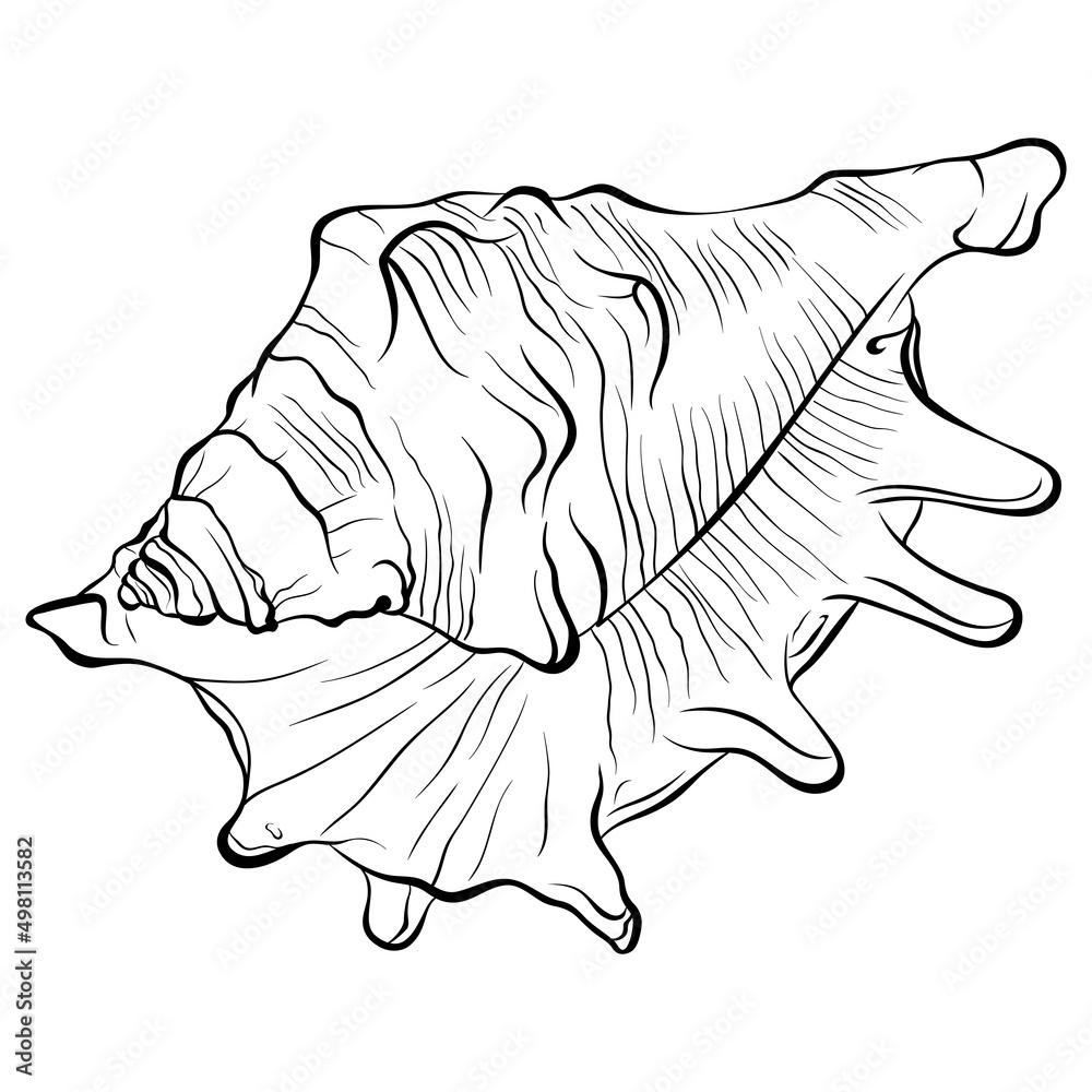 Spiked seashell arbitrary shape top view. Vector hand drawn line art ...