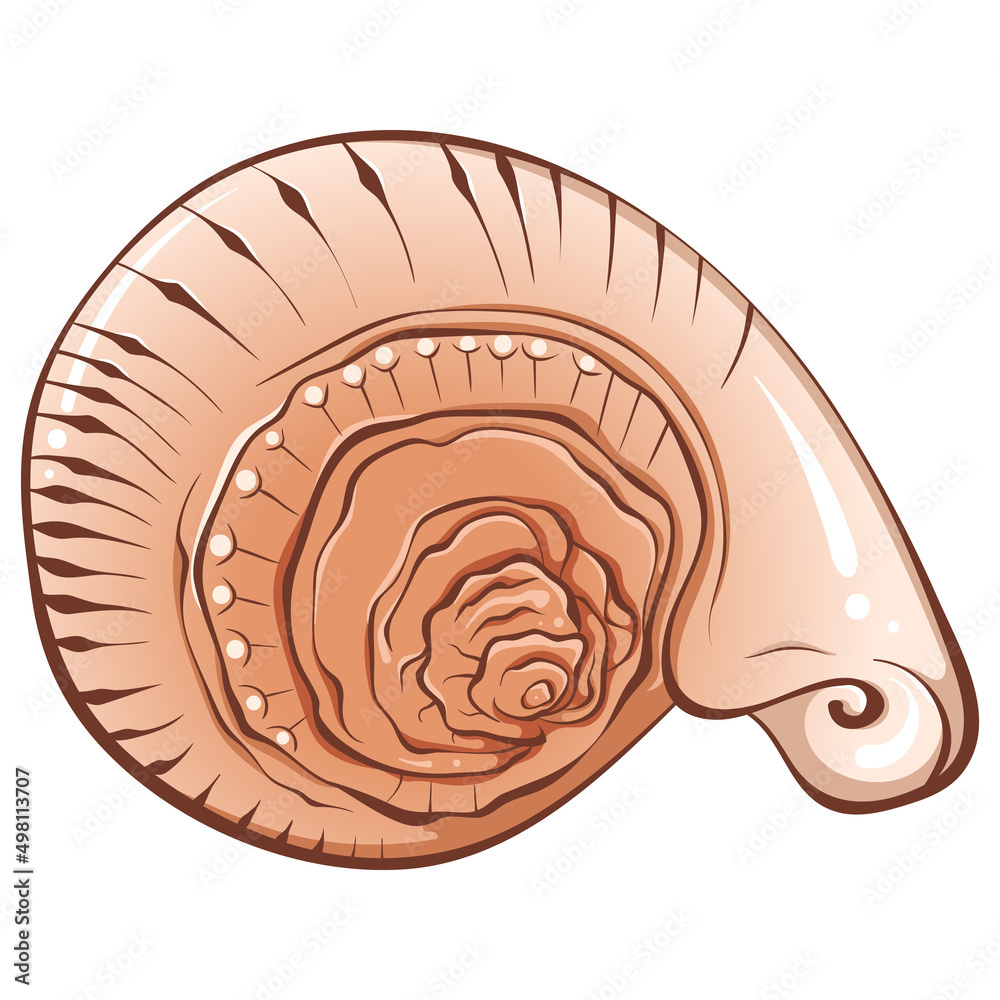 Spiral small seashell front view. Vector hand drawn color cartoon close ...