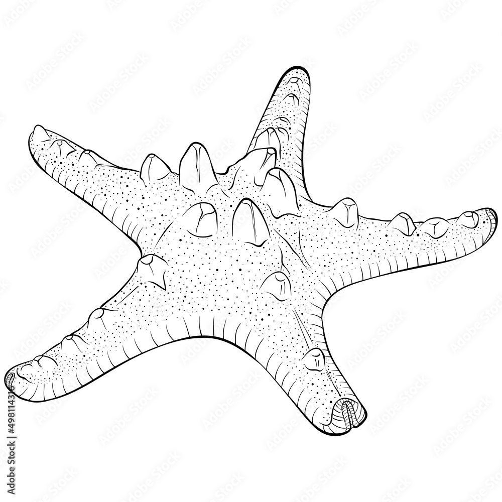Starfish side view. Vector hand drawn line art illustration isolated on ...