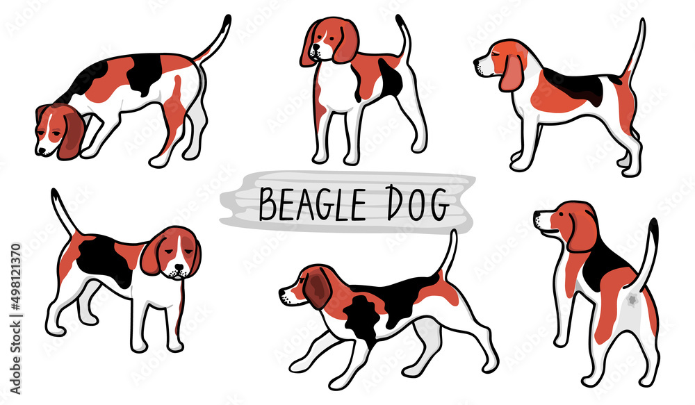 Set of six Beagle breed dogs in different poses.Detailed animal ...