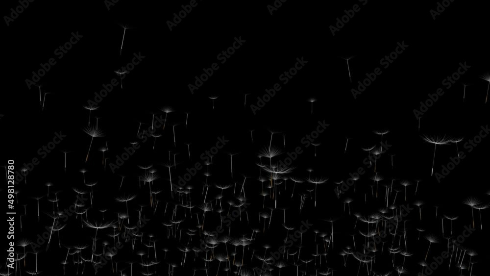 Dandelion seeds in the sunlight blowing away across a fresh green ...
