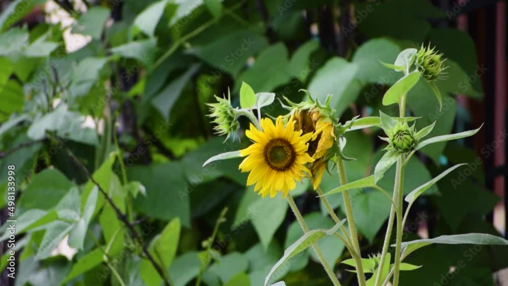 A sunflower and other immature sunflowers or sunflower seeds look ...
