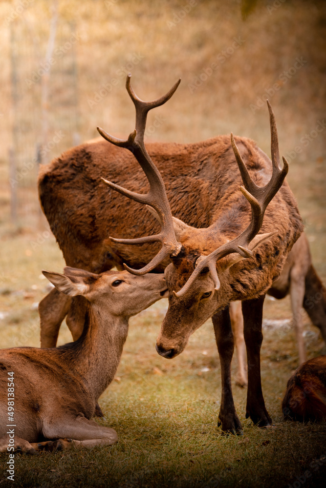 famiglia di cervi selvatici nel bosco Stock Photo | Adobe Stock