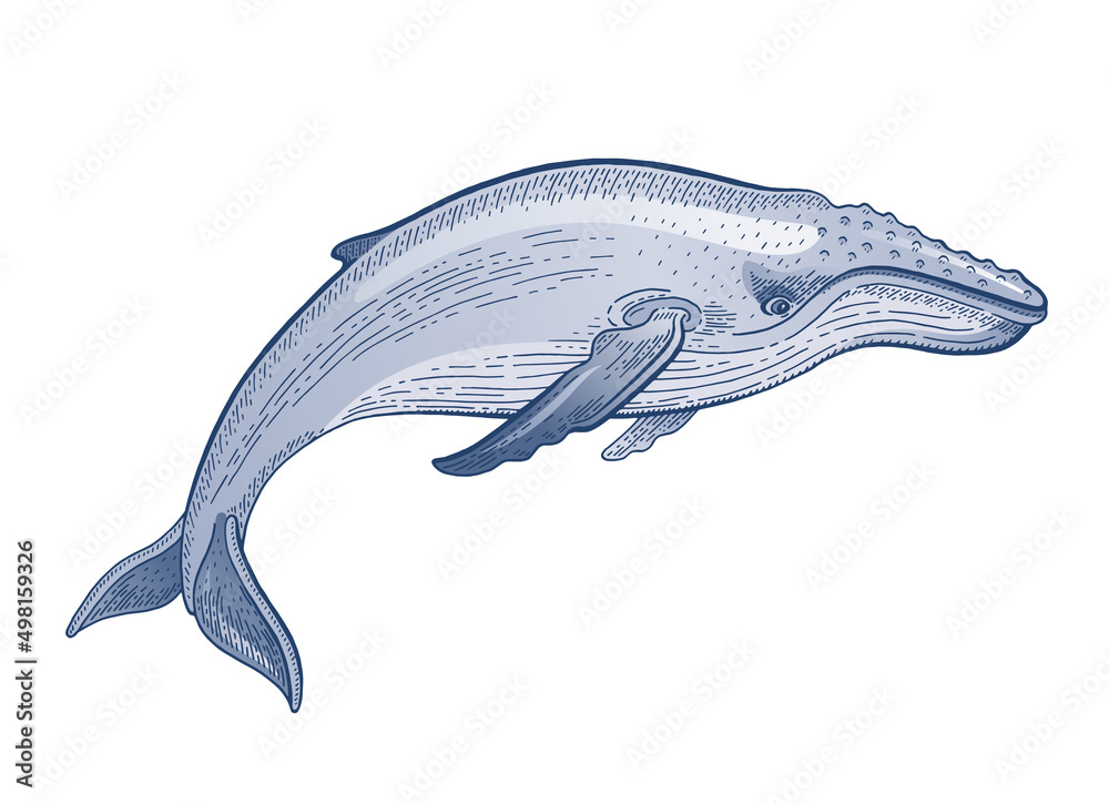 Vecteur Stock Humpback Whale vector illustration. Ocean animal ... Vecteur Stock Humpback Whale vector illustration. Ocean animal ...