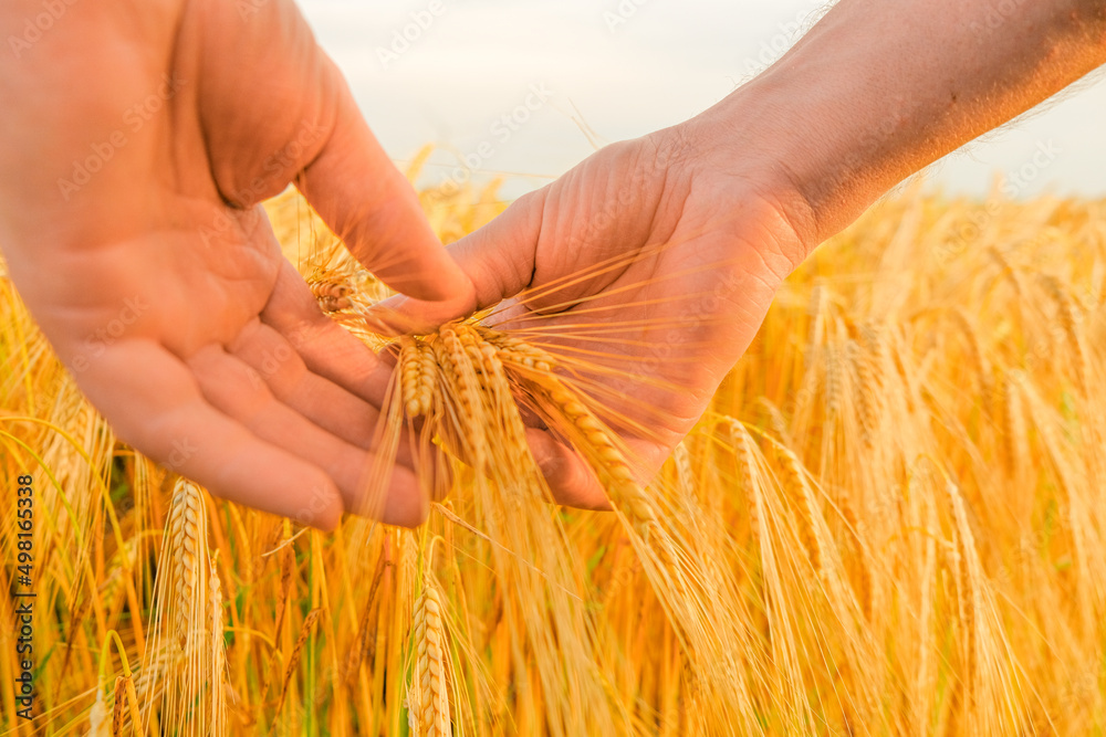 Wheat harvest. farmer and wheat field.Farmer touching ear of wheat with ...