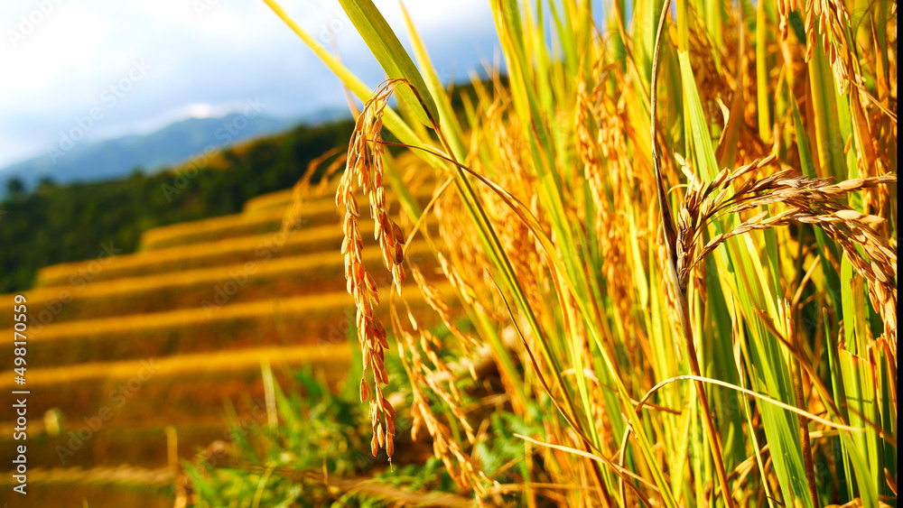 Asian golden rice paddy field vietnam green farm. Harvest agriculture ...