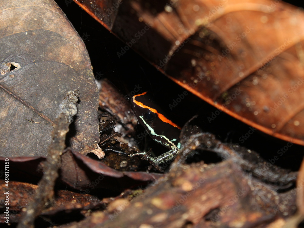 Threatened Golfodulcean Poison Frog (Phyllobates vittatus) from the Osa ...