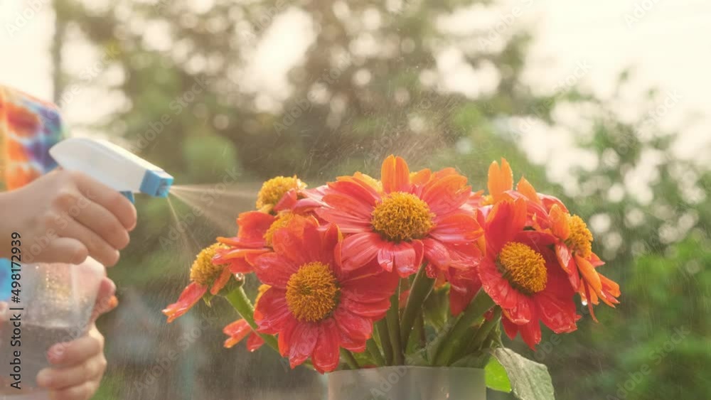 Cute little girl is taking care of the flowers in the pots in her ...