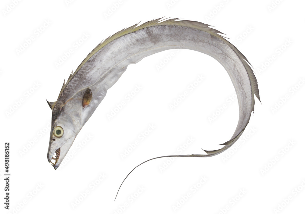 Largehead hairtail fish isolated on white background, Trichiurus ...