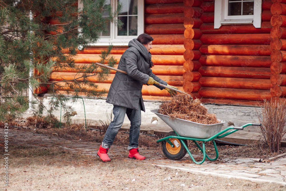 Woman worker in field jacket, collecting old dry pine needles in ...