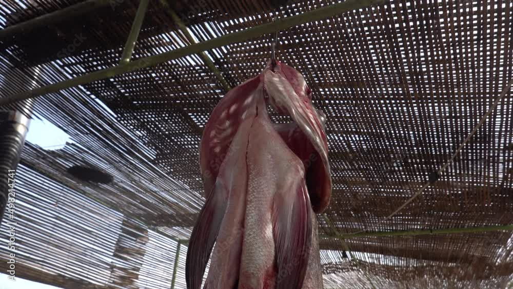 Cooking silver carp and European carp fish on a coal hob in high ...