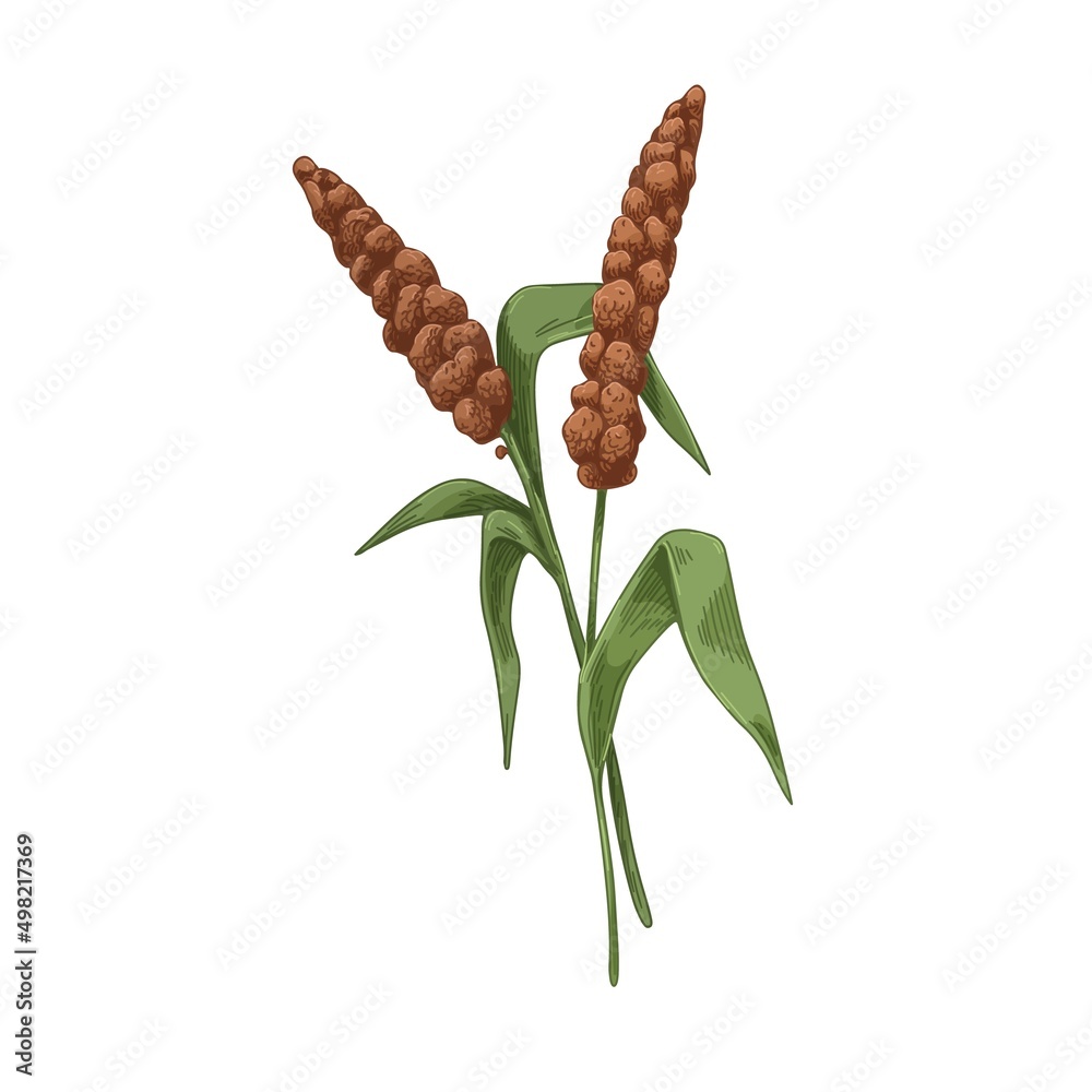 Vetor de Siberian millet, field grain plant. Vintage botanical drawing ...