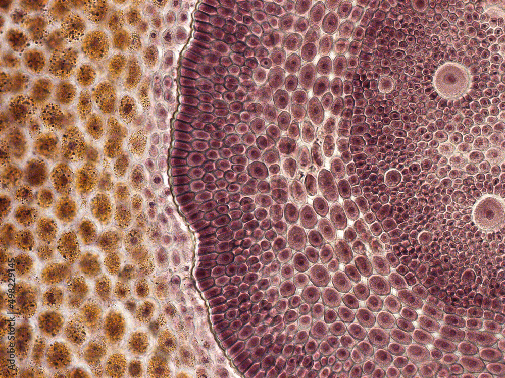 An interesting photo taken with a microscope. Cross section through ...