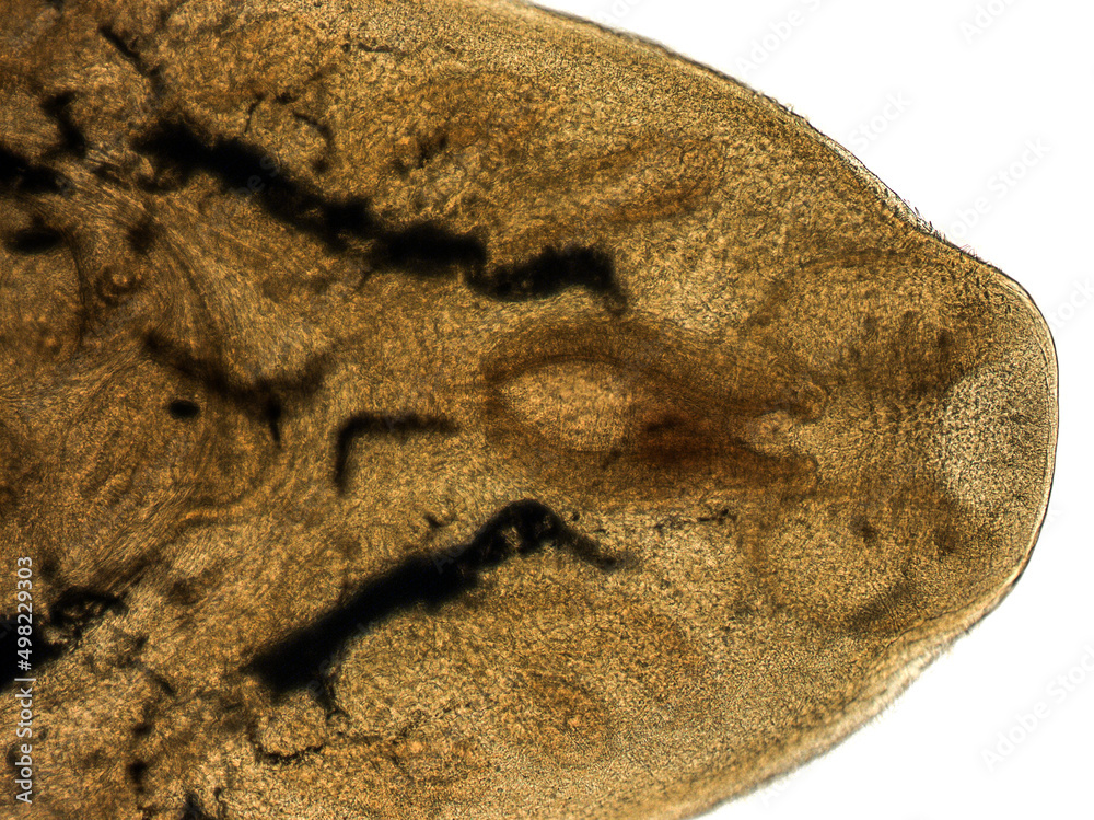 Parasitic flatworms in humans. Liver fluke (fasciola hepatica) adult stage in light microscope ...