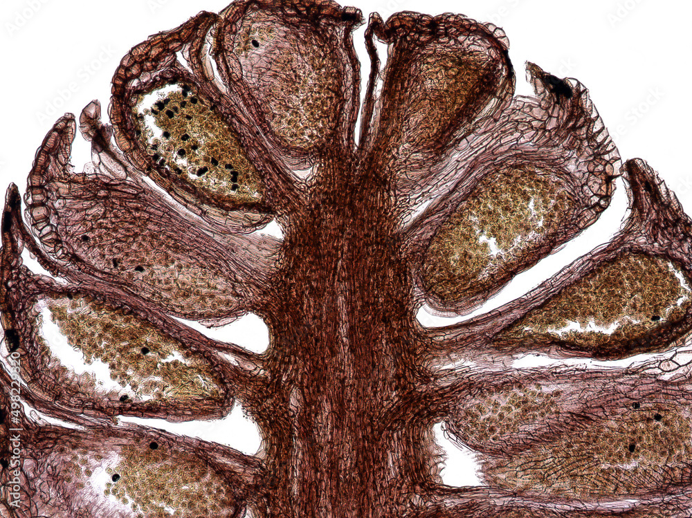 Longitudinal section of male pine (Pinus sylvestris) cone, showing ...