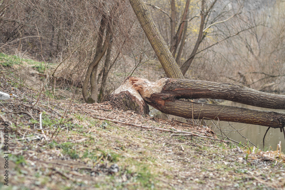 Felled tree trunk bitten by beavers, close up. Beaver teeth marks on ...