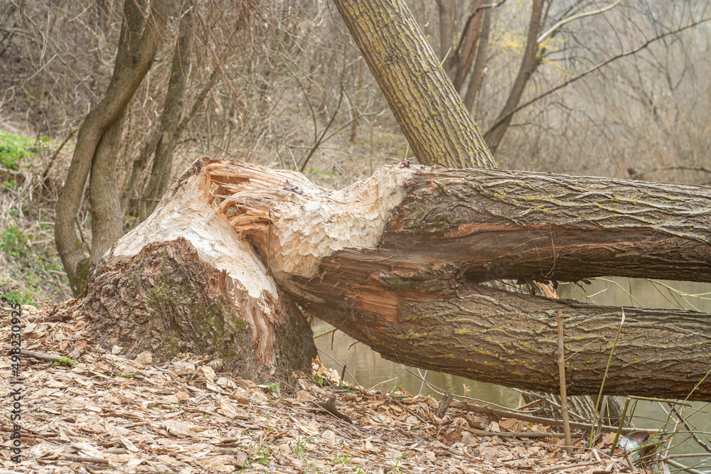 Felled tree trunk bitten by beavers, close up. Beaver teeth marks on ...