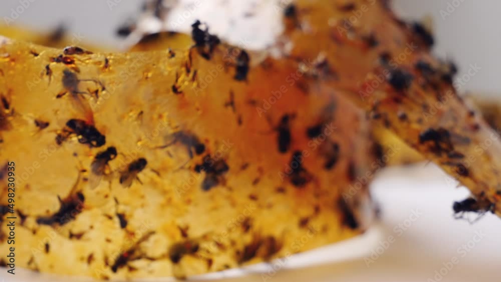 Sticky fly trap tape. Thousands of small and large flies stuck to the ...