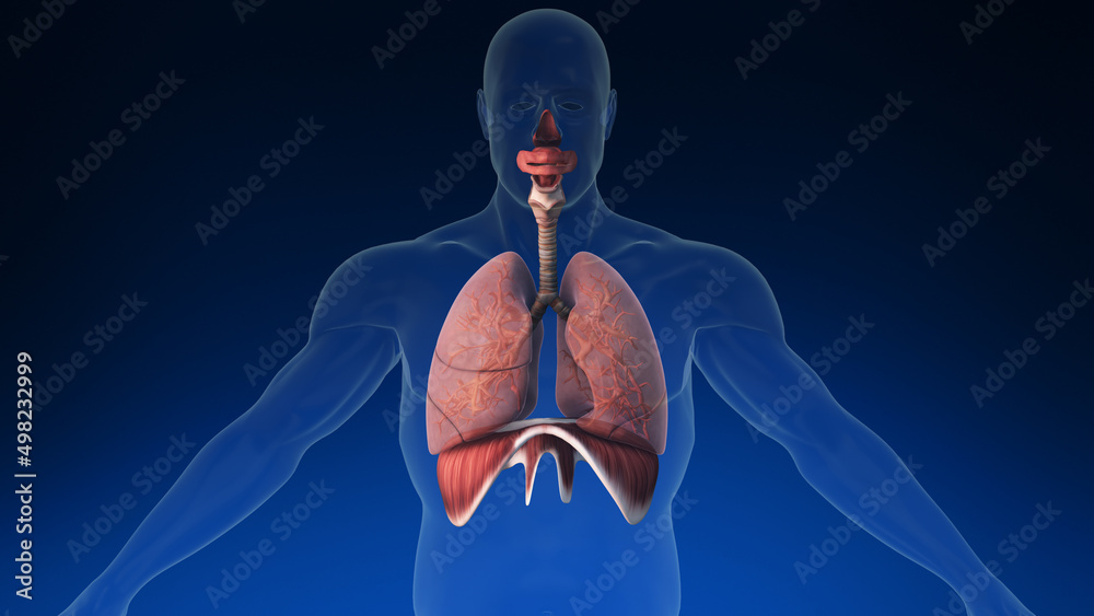 Medical 3d human lung inside human body with its parts visible ...