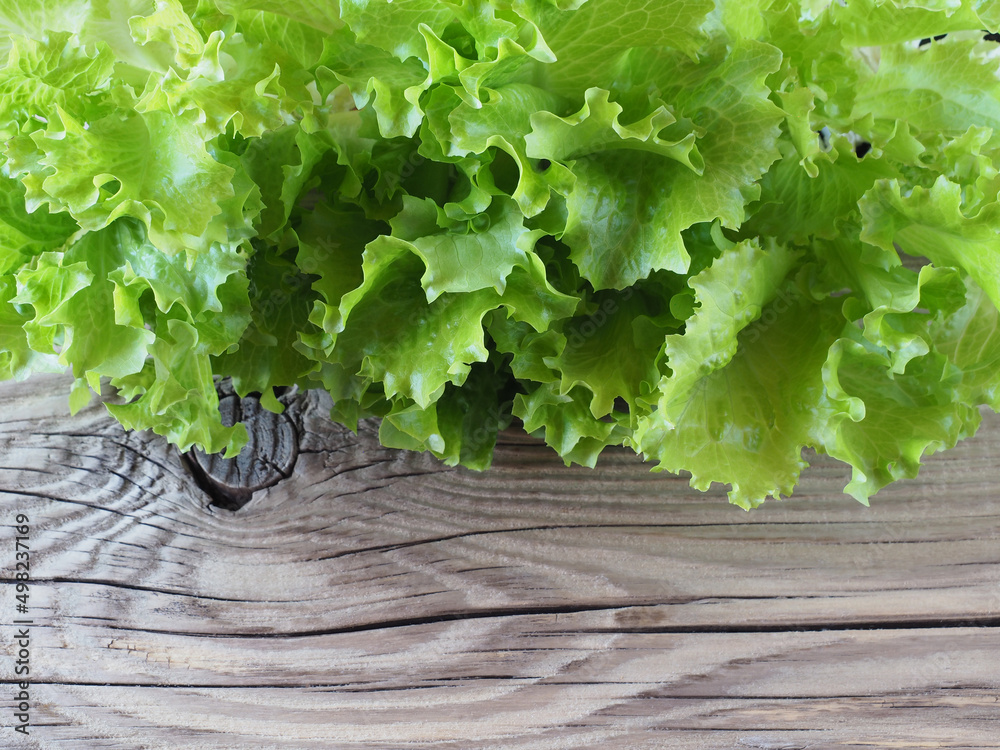 Fresh green leaves of curly lettuce on a wooden table, flat layout, top ...