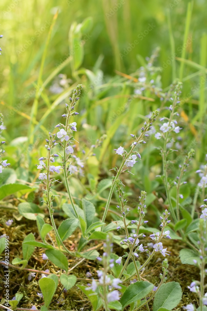 The medicinal plant Veronica officinalis heath speedwell growing in a ...