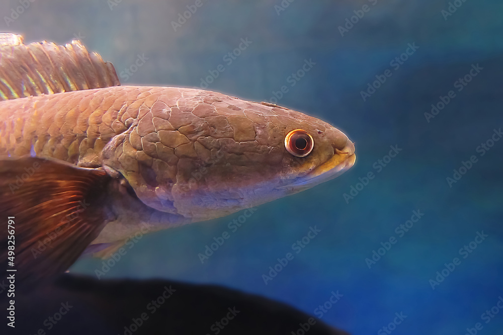 Snakehead fish .Channa pulchra is a species of snakehead fish in the ...