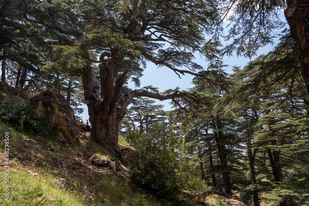 Lebanese Cedar trees in so called Cedars of God located in the Kadisha ...