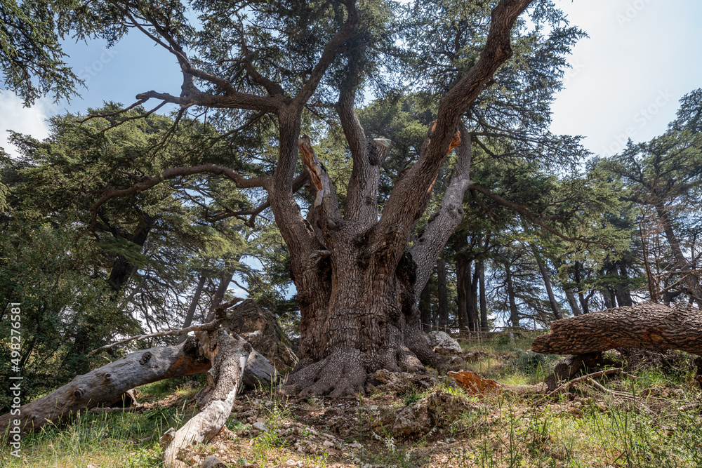 Lebanese Cedar trees in so called Cedars of God located in the Kadisha ...
