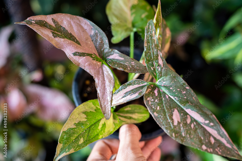 Syngonium Podophyllum Pink Splash in pot Stock Photo | Adobe Stock