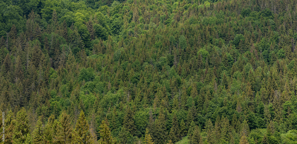 Abstract green forest. Top View Green Forest Landscape . Natural Green ...