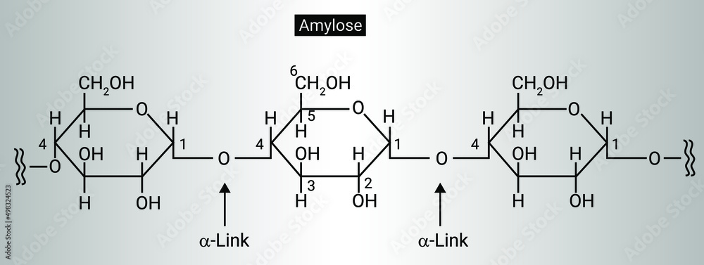Structure of Amylose. Stock Vector | Adobe Stock