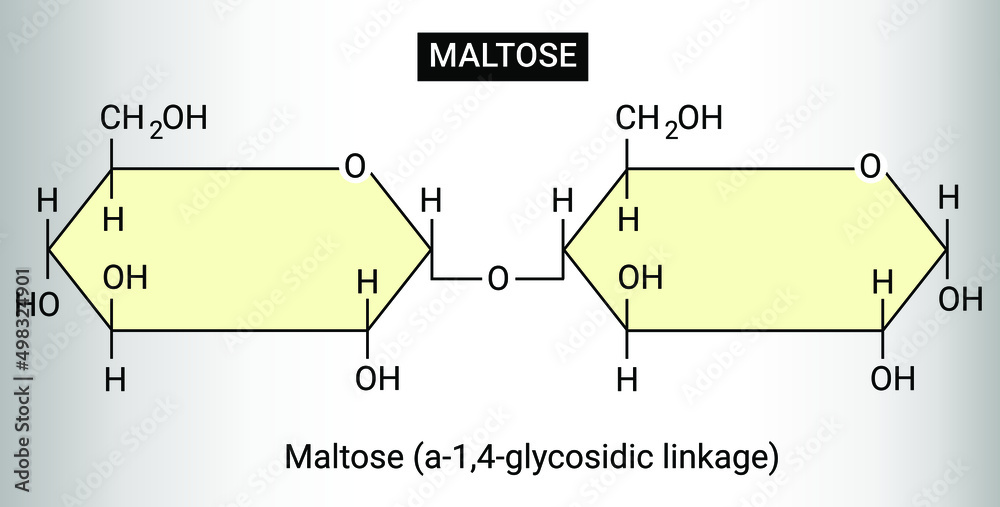 Structure of Maltose Stock Vector | Adobe Stock